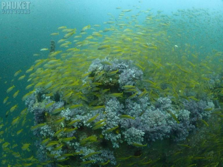 King Cruiser Wreck Diving Phuket 3 Dives 3700 THB